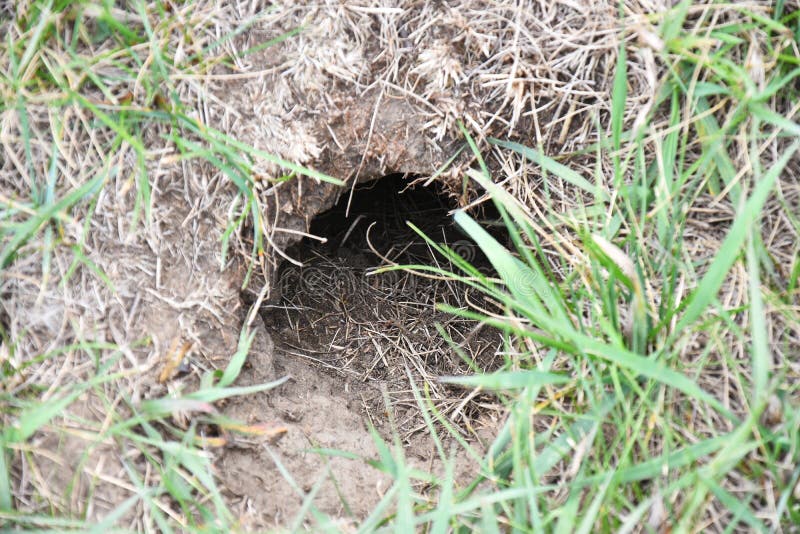 Groundhog Den Close Up stock photo. Image of groundhog - 229451632