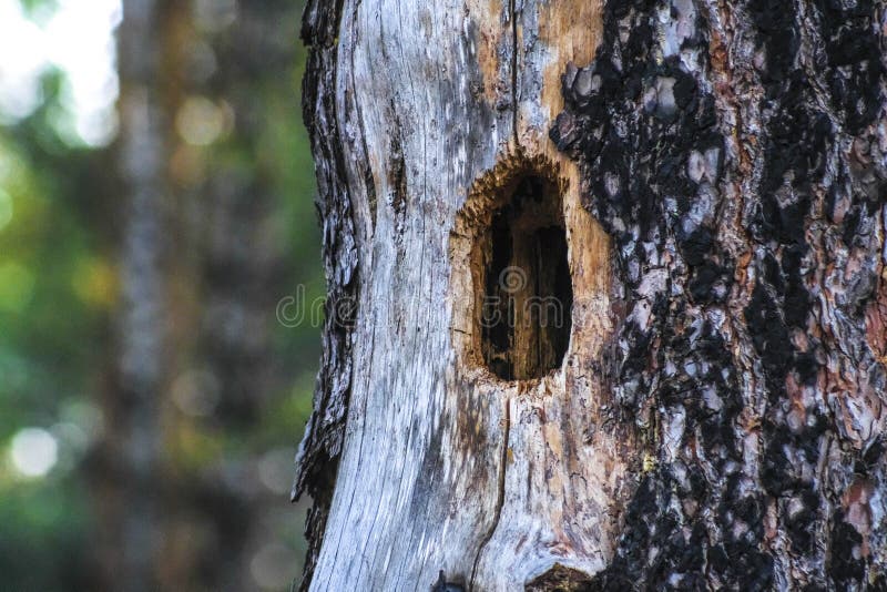 Image of a Hollow in a Tree Stock Image - Image of tree, nest: 116384741