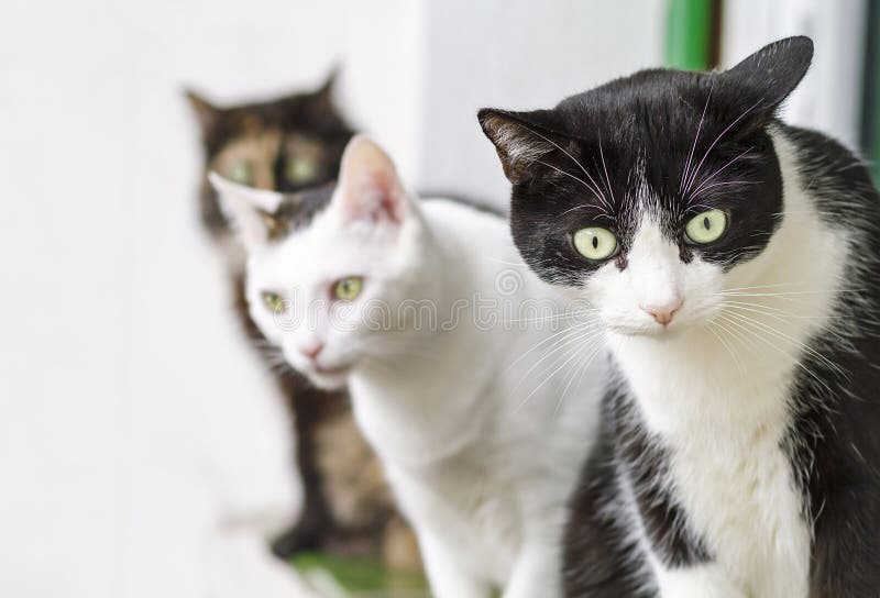 Three home cats stock image. Image of fluffy, head, young - 107718207