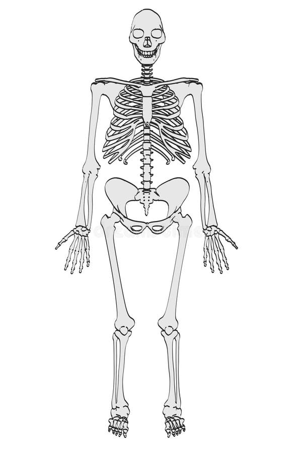 Homo Erectus Skeleton Structure