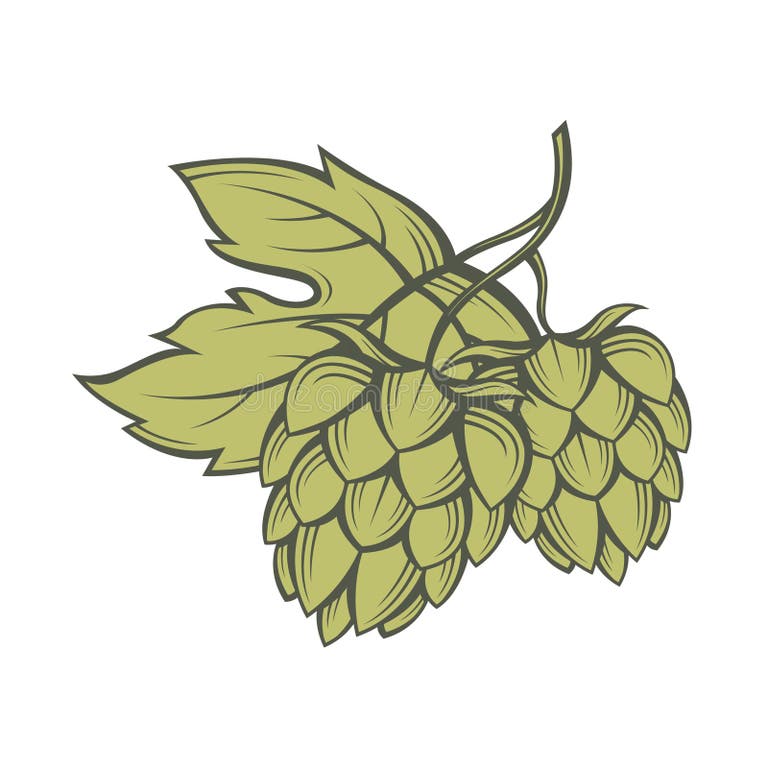 Hops Stock Illustrations – 21,403 Hops Stock Illustrations, Vectors ...
