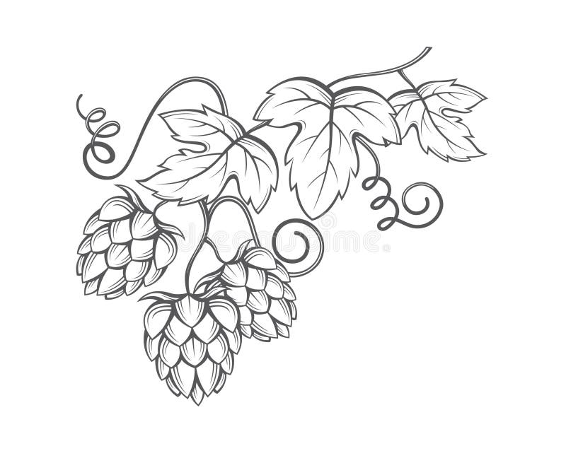 Hops Stock Illustrations – 23,704 Hops Stock Illustrations, Vectors ...
