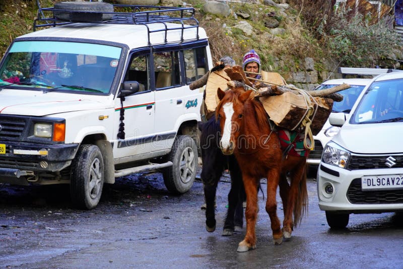 Image of a Horse with a Man Who is Driving Horse Editorial Photo ...