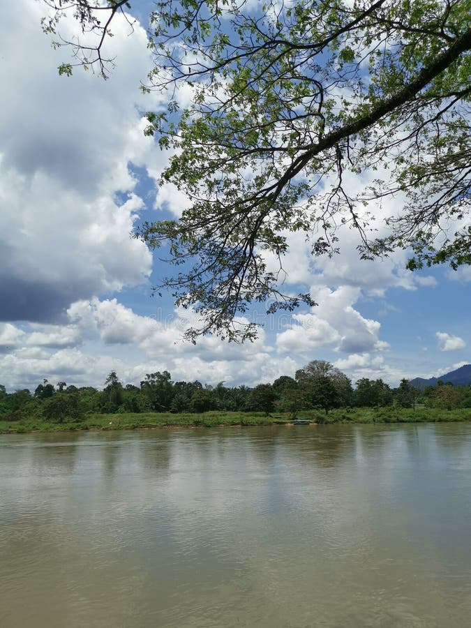 Huge Rainforest Tree Growing by the Riverside. Stock Image - Image of ...