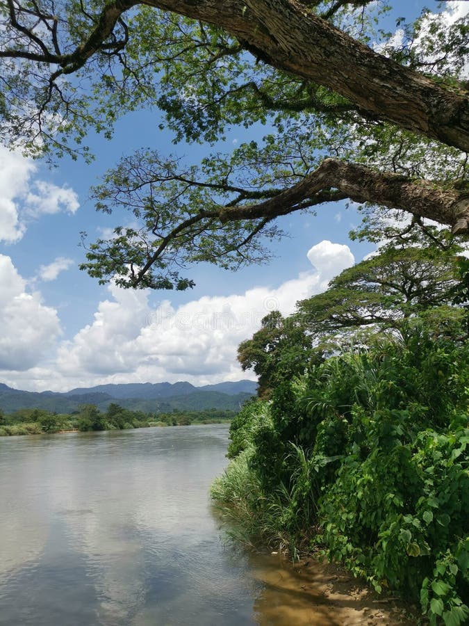 Huge Rainforest Tree Growing by the Riverside. Stock Image - Image of ...