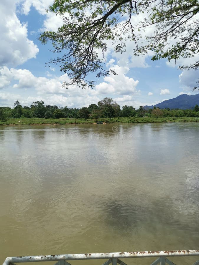 Huge Rainforest Tree Growing by the Riverside. Stock Photo - Image of ...