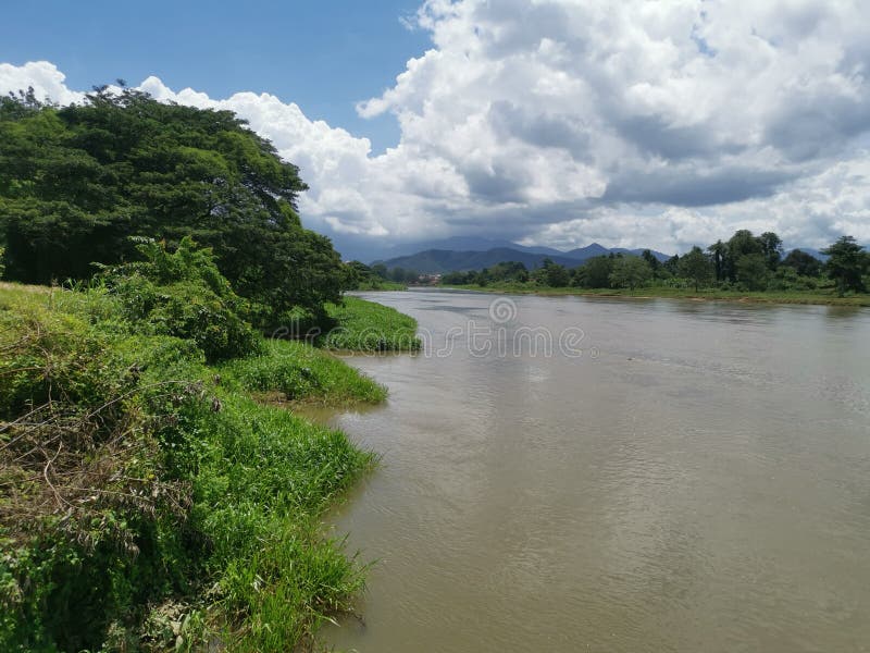 Huge Rainforest Tree Growing by the Riverside. Stock Photo - Image of ...