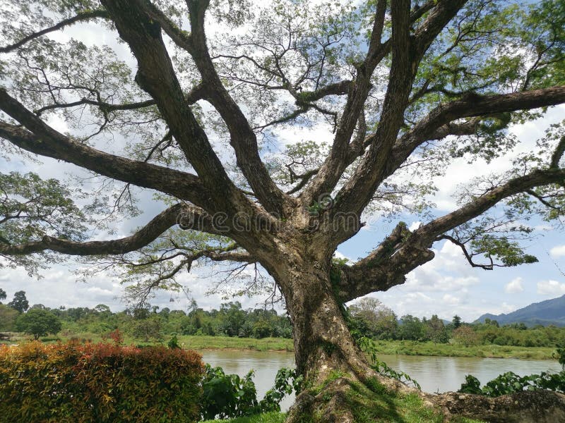 Huge Rainforest Tree Growing by the Riverside. Stock Image - Image of ...