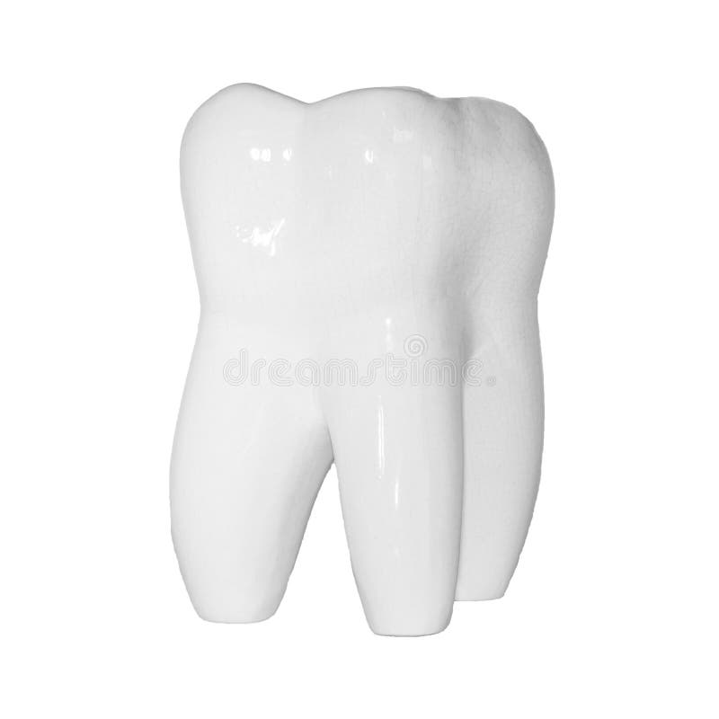 Image of Human Molar Tooth on White Background for Texture and Logo ...