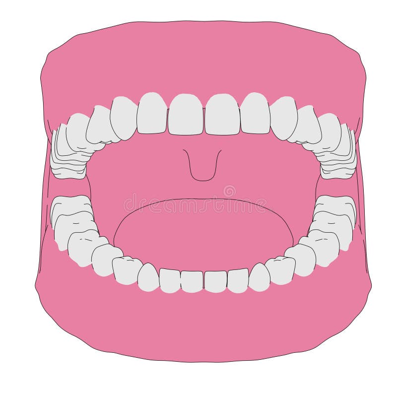 Image of human teeth stock illustration. Illustration of sketch - 39550180