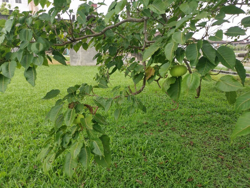 Hura Crepitans Fruit of the Sandbox Tree. Stock Photo - Image of climb ...