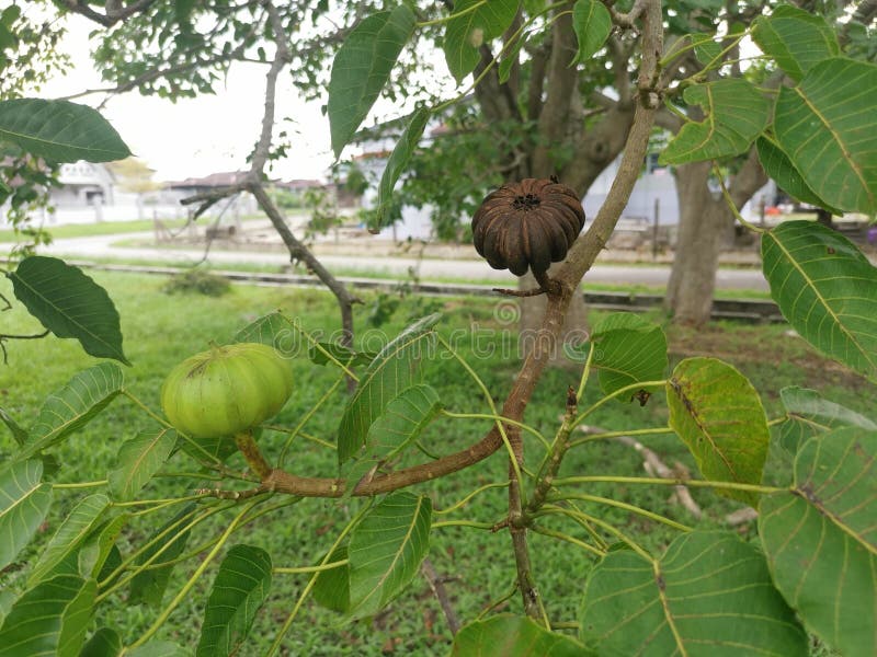 Sandbox Tree Seed Stock Photos - Free & Royalty-Free Stock Photos from ...
