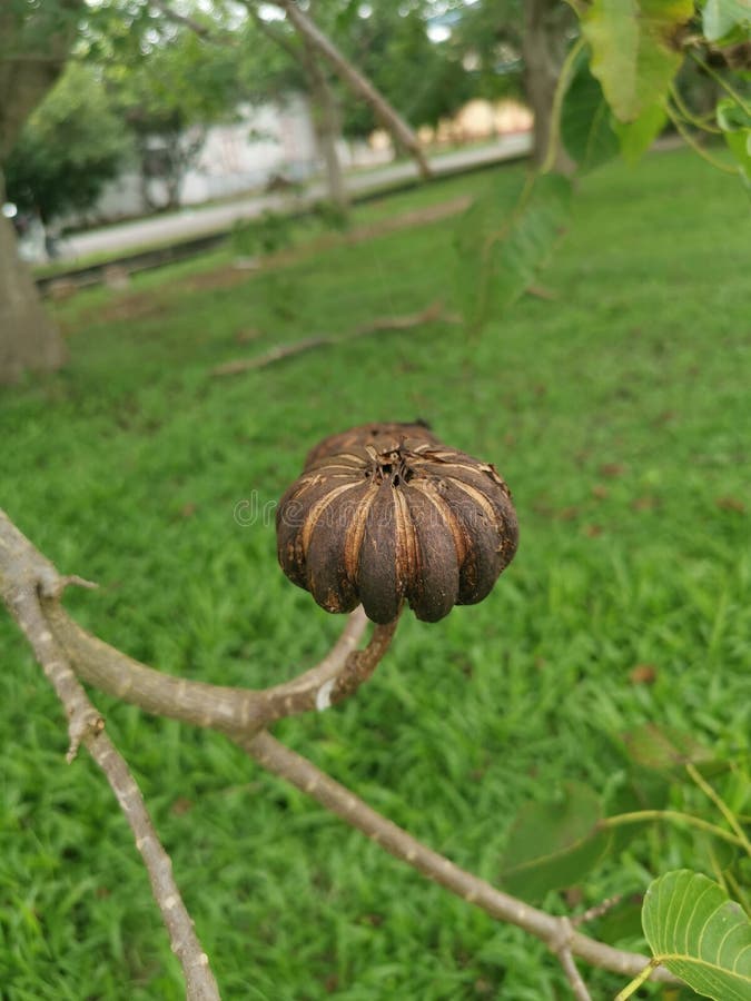 Sandbox tree stock photo. Image of plant, pricker, burr - 29352324