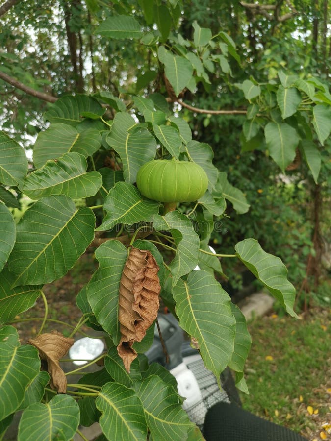 Hura Crepitans Fruit of the Sandbox Tree. Stock Image - Image of ...