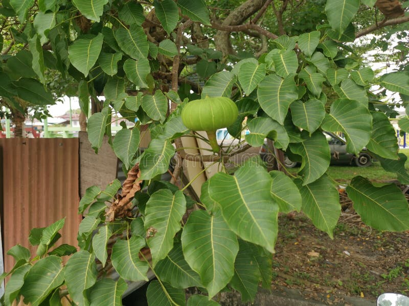 Hura Crepitans Fruit of the Sandbox Tree. Stock Image - Image of rough ...