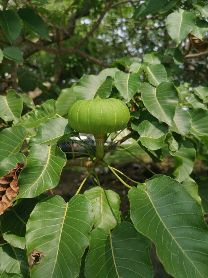 Hura Crepitans Fruit of the Sandbox Tree. Stock Image - Image of exotic ...
