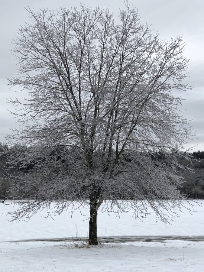 Ice covered tree stock image. Image of snow, outdoors - 137553231