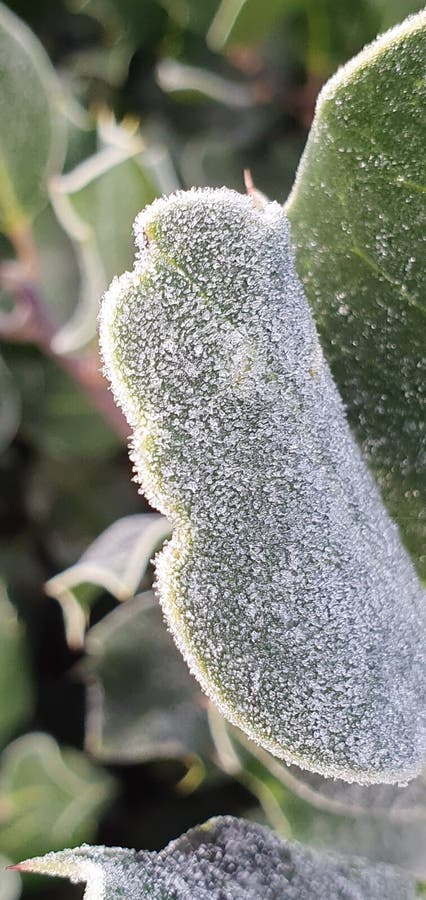 The Image of Icy Green Leaf Stock Photo - Image of frozen, green: 267936442