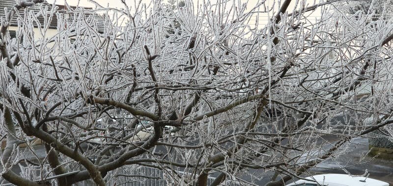 The image of icy tree. stock image. Image of freezing - 267934649