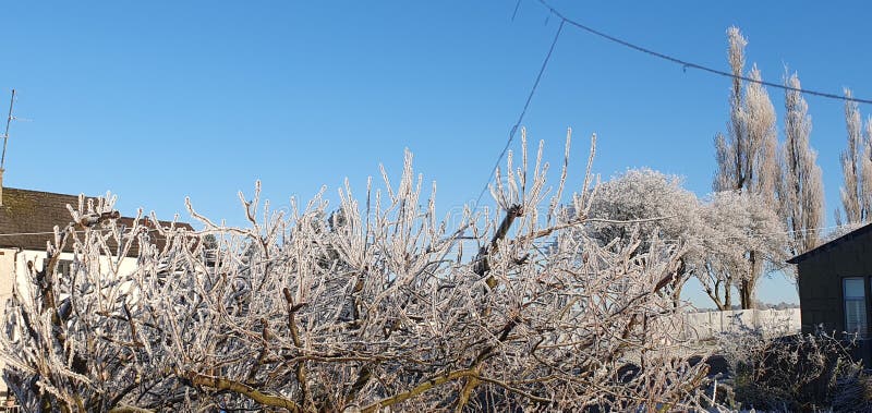The image of icy trees stock image. Image of cold, frozen - 267914511