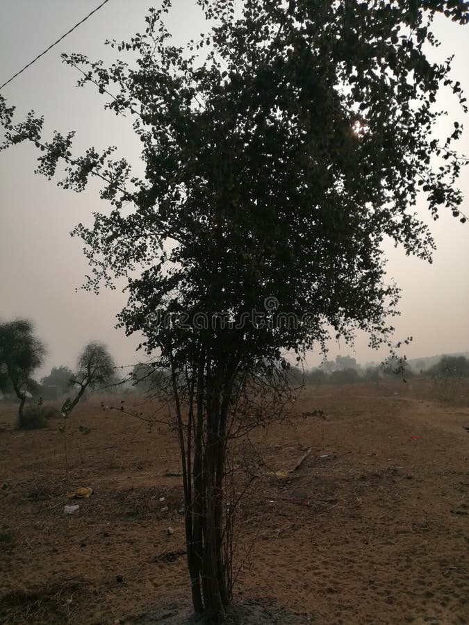 This image is indian tree stock image. Image of designnground - 168232881