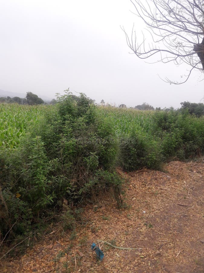 Image of indian trees stock image. Image of indian, trees - 172504715