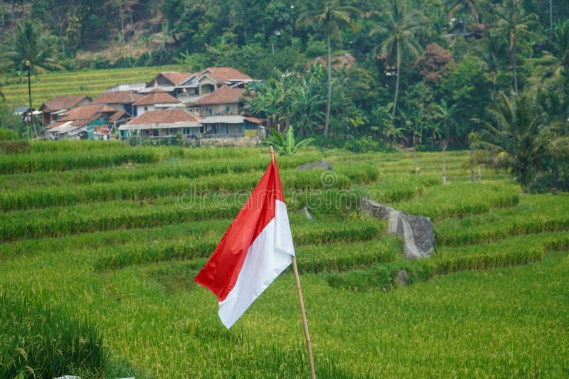 Image of the Indonesian Red and White Flag Stock Image - Image of ...