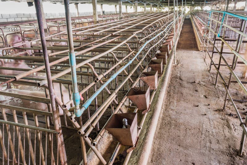 Image of Indoor Dirty Pig Farm with Paddock. Stock Photo - Image of ...