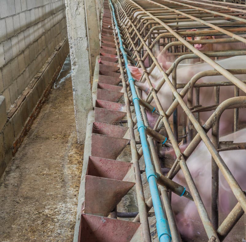 Image of Indoor Dirty Pig Farm with Paddock. Stock Image - Image of ...