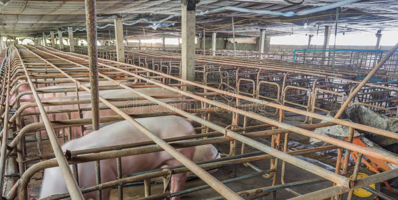 Image of Indoor Dirty Pig Farm with Paddock. Stock Photo - Image of ...