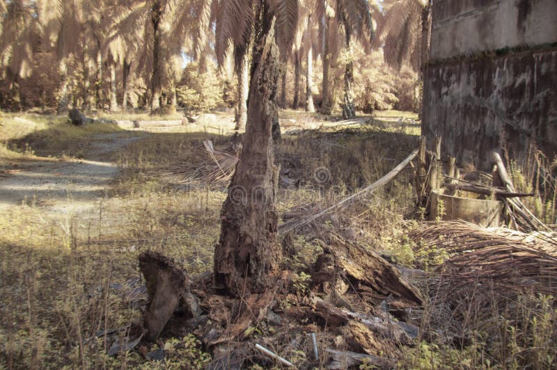 Infrared Image of the Fallen Decompose Tree Trunk on the Ground Stock ...