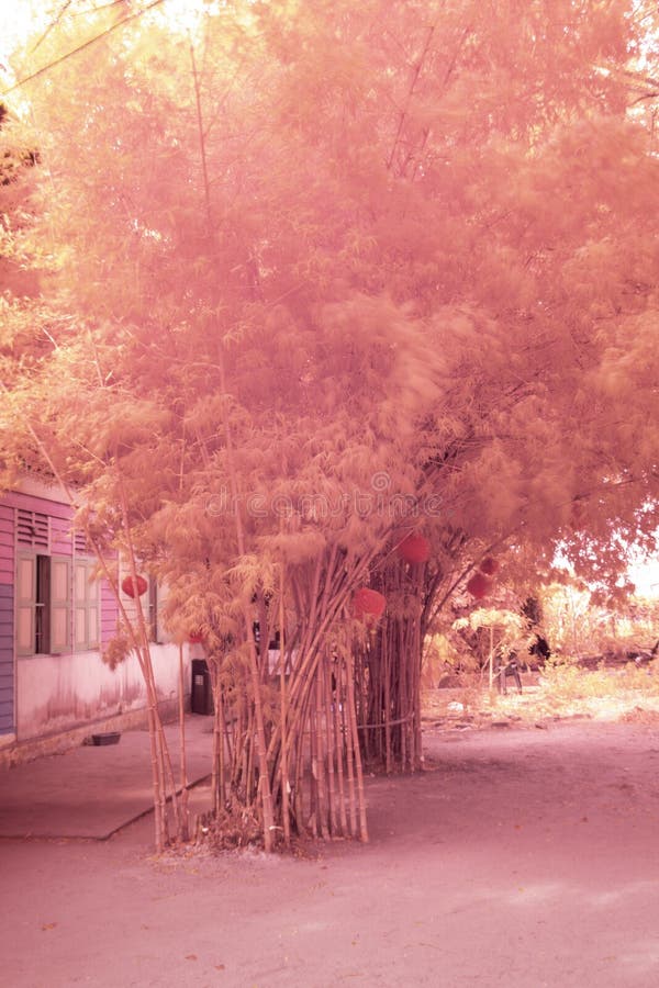 Infrared Image of Looking at the Leafy Foliage Tree. Stock Image ...