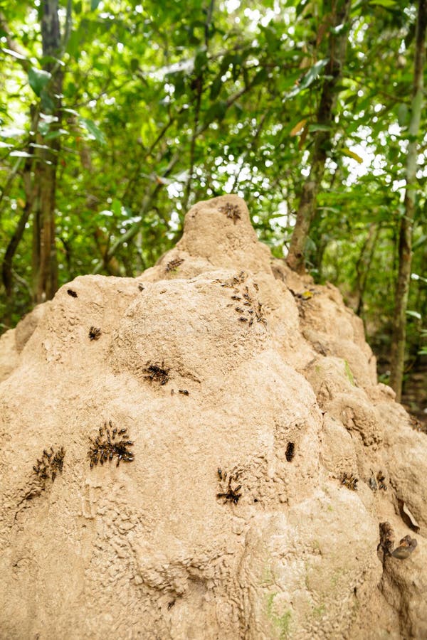 Image of a insect colony. stock photo. Image of ecology - 200474498