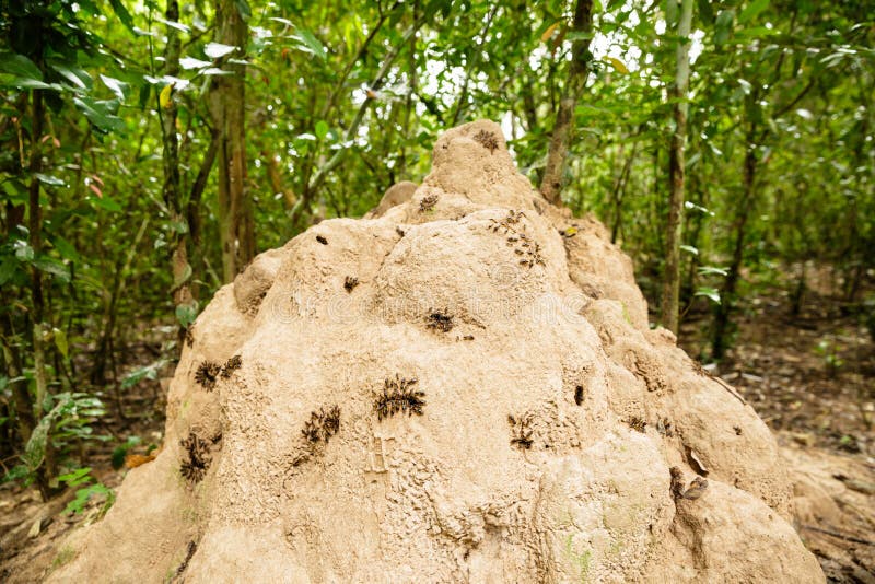 Image of a insect colony. stock image. Image of life - 200474553