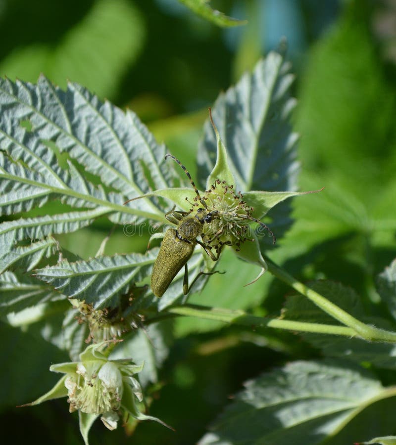 Raspberry leaf insect stock image. Image of june, lmage - 152776677