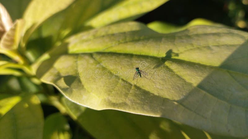 Image of an Insect Relaxing on an Avocado Tree Leaf Stock Photo - Image ...