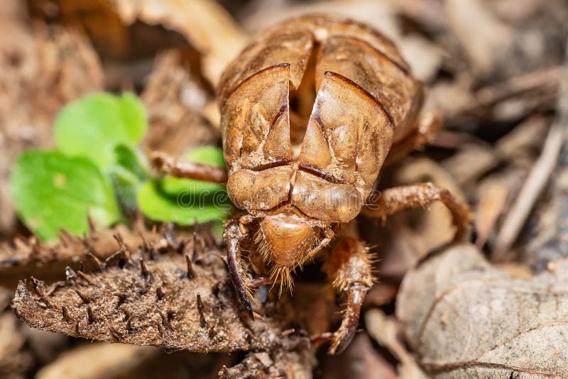 Image of an Insect Shell Exoskeleton Stock Photo - Image of predator ...