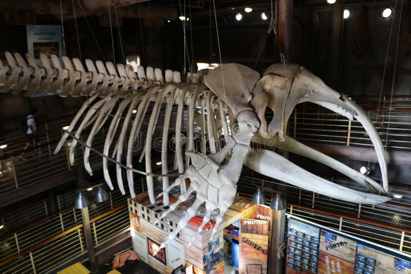 Squelette Fuerteventura De Baleine Photo stock éditorial - Image du ...