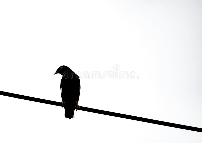 Crow on Power Line in Black and White Stock Image - Image of industrial ...