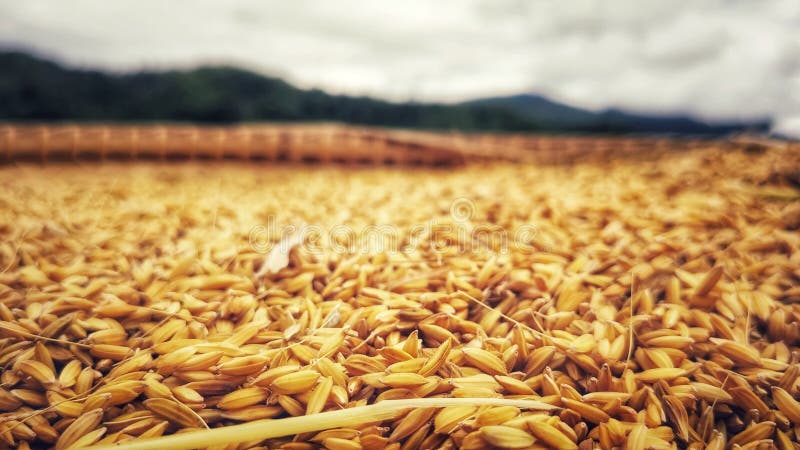 Image of Isolated Rice Paddy Grain on Storage Background Stock Image ...