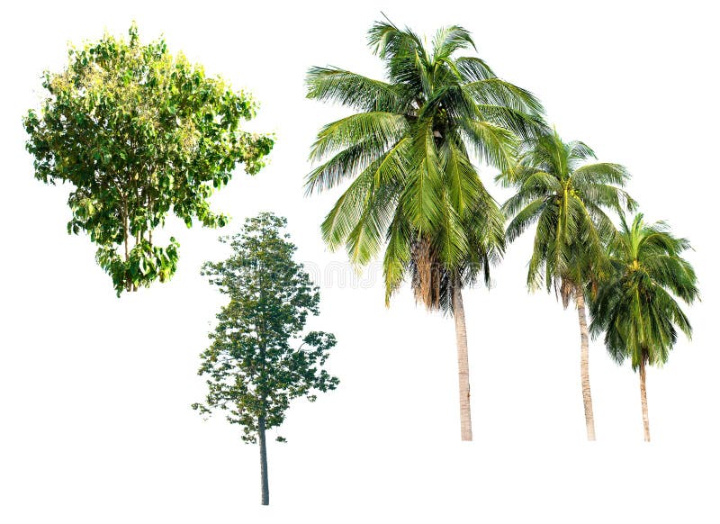 This Image is Isolated of Trees on the White Background. Stock Image ...