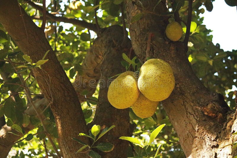 Large Jackfruit Plant Leafs Stock Photo - Image of nature, large: 107780534