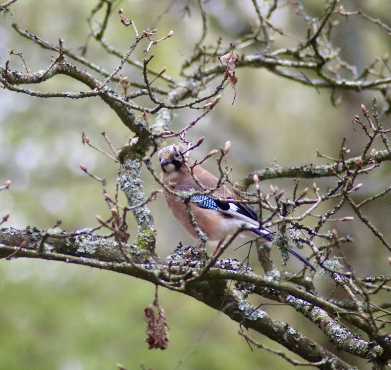 Jay high up in a tree stock photo. Image of nature, finch - 276310636