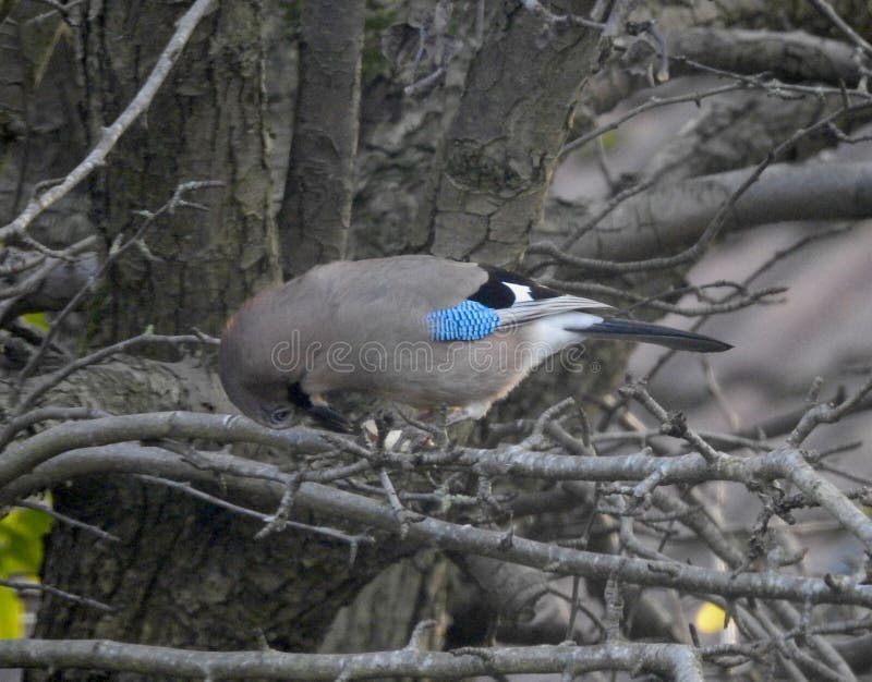 Jay preening its feathers stock photo. Image of birds - 300709392