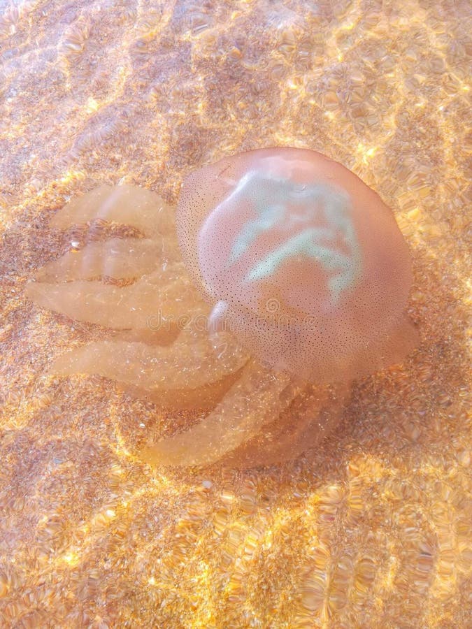 Jellyfish stock image. Image of water, jellyfish, land - 136568403