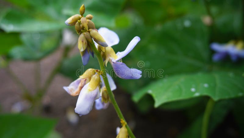Image of Jicama Fruit Flowers Stock Image - Image of flowers, jicama ...