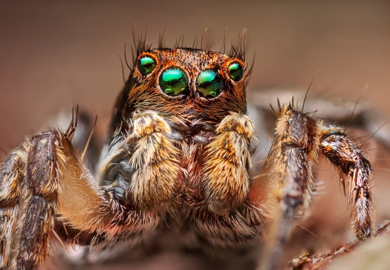 Portrait of a Jumping Spider Stock Image - Image of close, color: 104363759