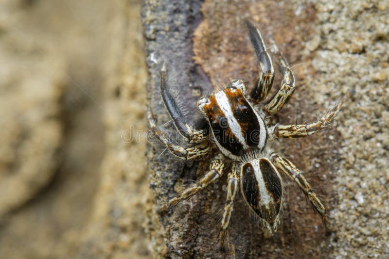 Mauritian jumping spider stock image. Image of caught - 93724059