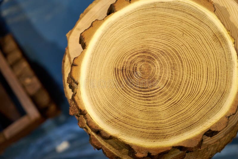 Image of a Juniper Tree Cut Stock Image - Image of natural, bark: 189292217