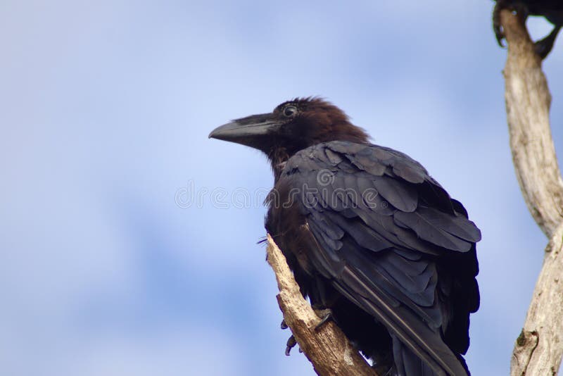 Young raven in a tree stock photo. Image of flight, tree - 254557706